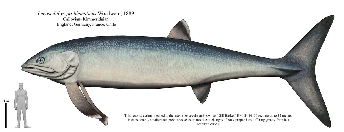 Leedsichthys Comparison