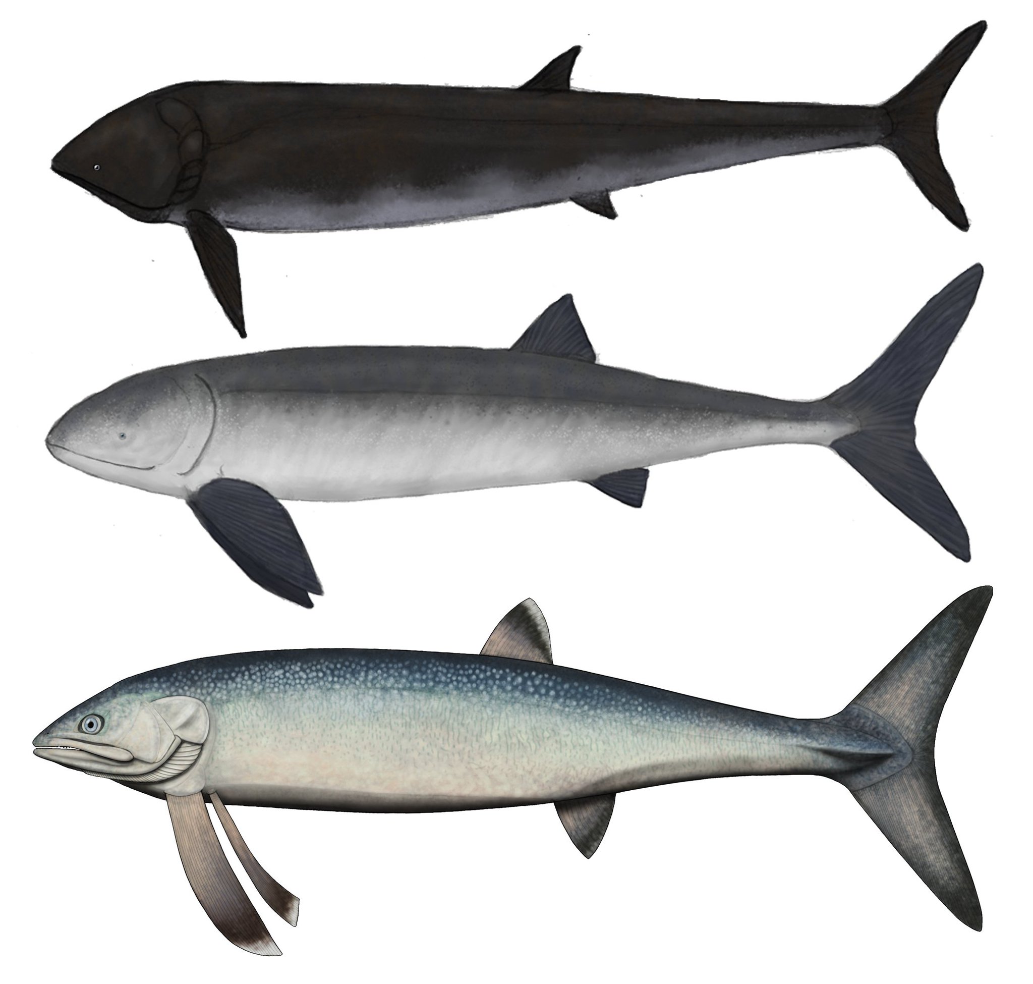 Leedsichthys Problematicus Vs Blue Whale