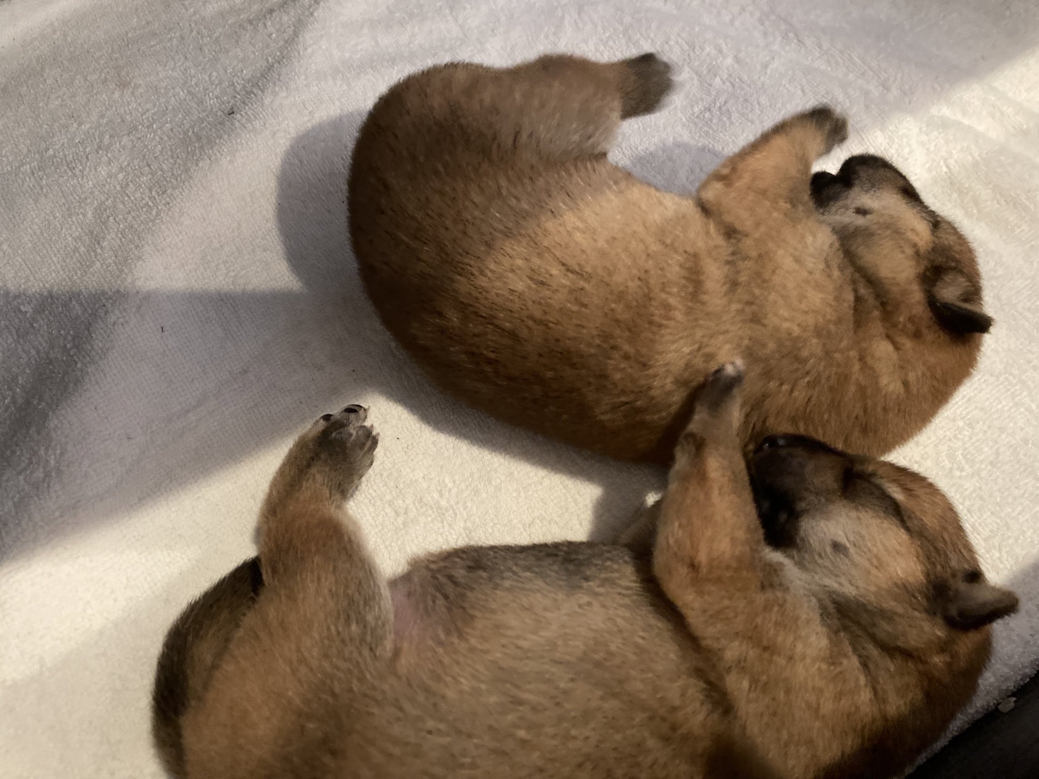 山陰柴犬^ᴥ^もなか (@sanin_48_monaka) / Twitter