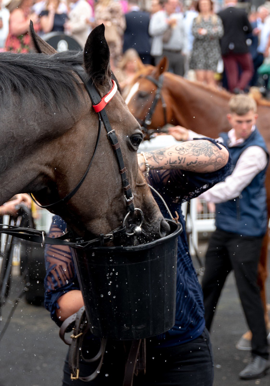 The Wolfpack on Twitter: "Shahbaz goes to @NottsRacecourse today for @FellowesRacing and Jamie ...