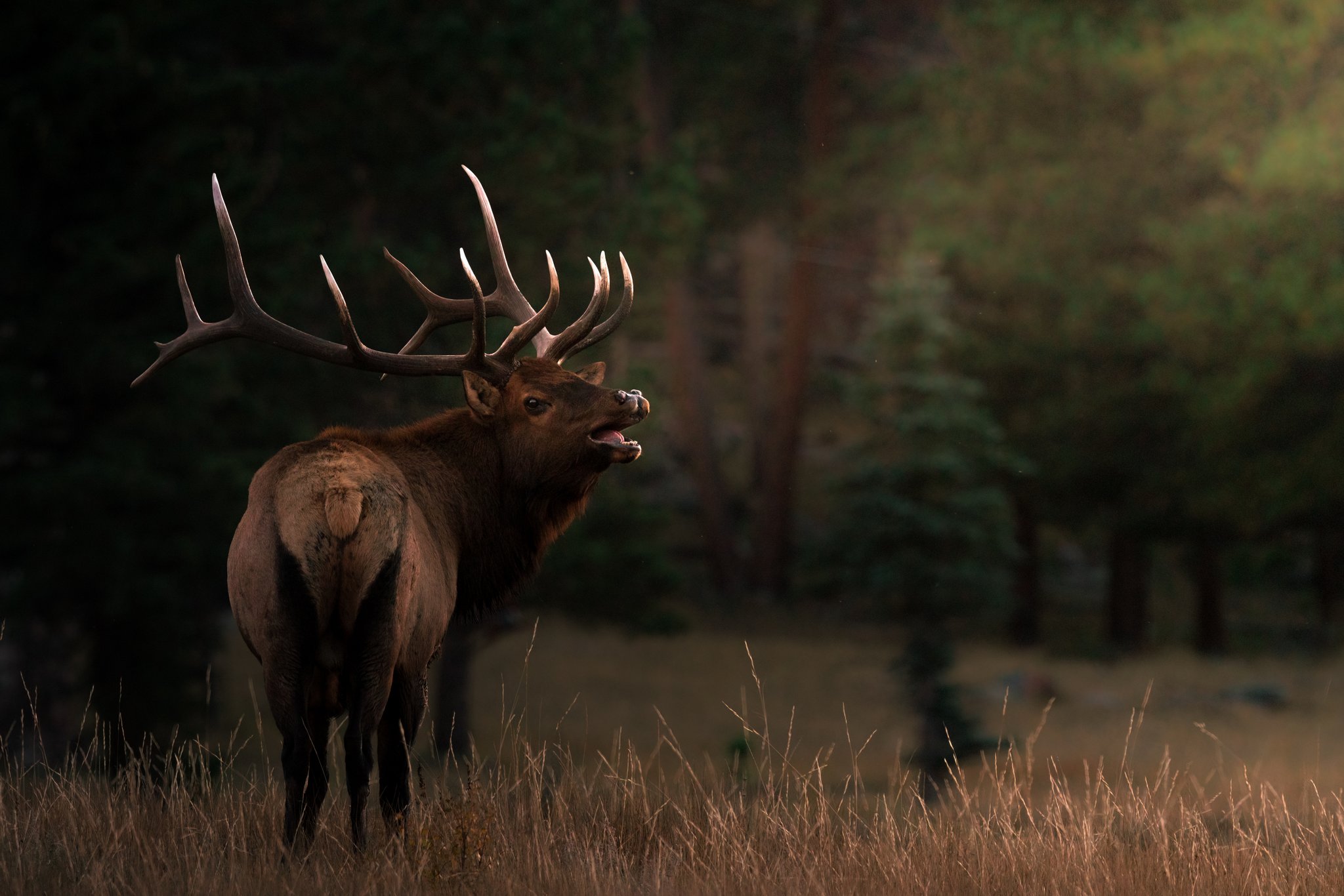 Hunter Welsh on Twitter: "Rocky mountain soul https://t.co/5T1KE9J3hm" / Twitter