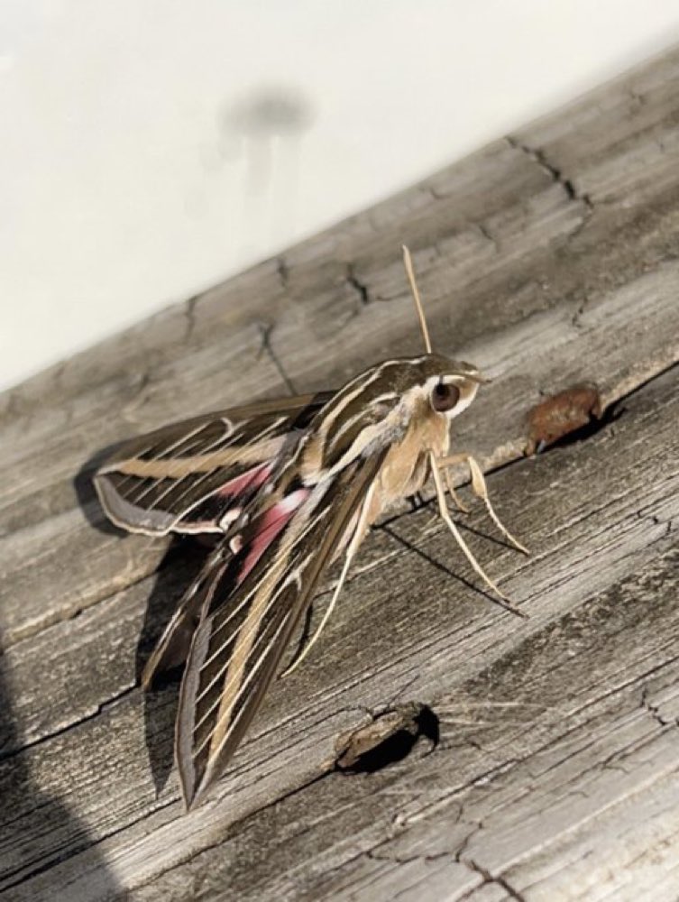 Daily Moths on Twitter: "https://t.co/VlugsjJuF7" / Twitter