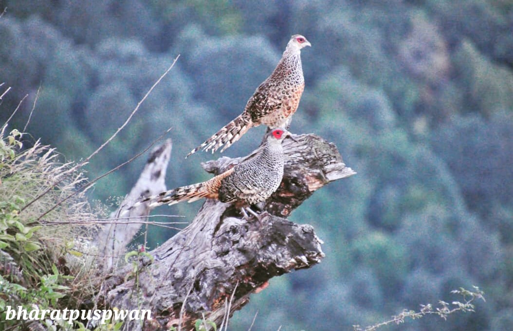 Himalaya Birding Guide on Twitter: "Cheer Pheasant one of rare species of pheasant captured with ...