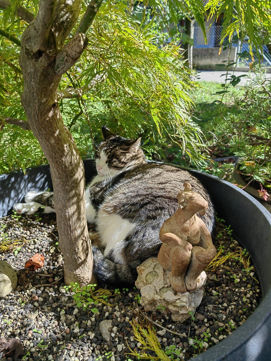 Melonpan🔞スイスの変態紳士🇨🇭 On Twitter A Fat Pussy Is Lying In My Garden