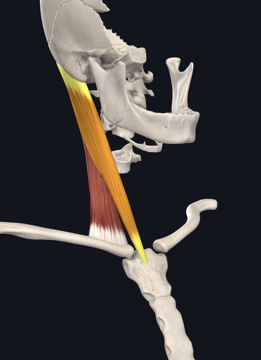 MIKE TYSON NECK TRAINING Do you have a pencil neck? Want to be harder ...