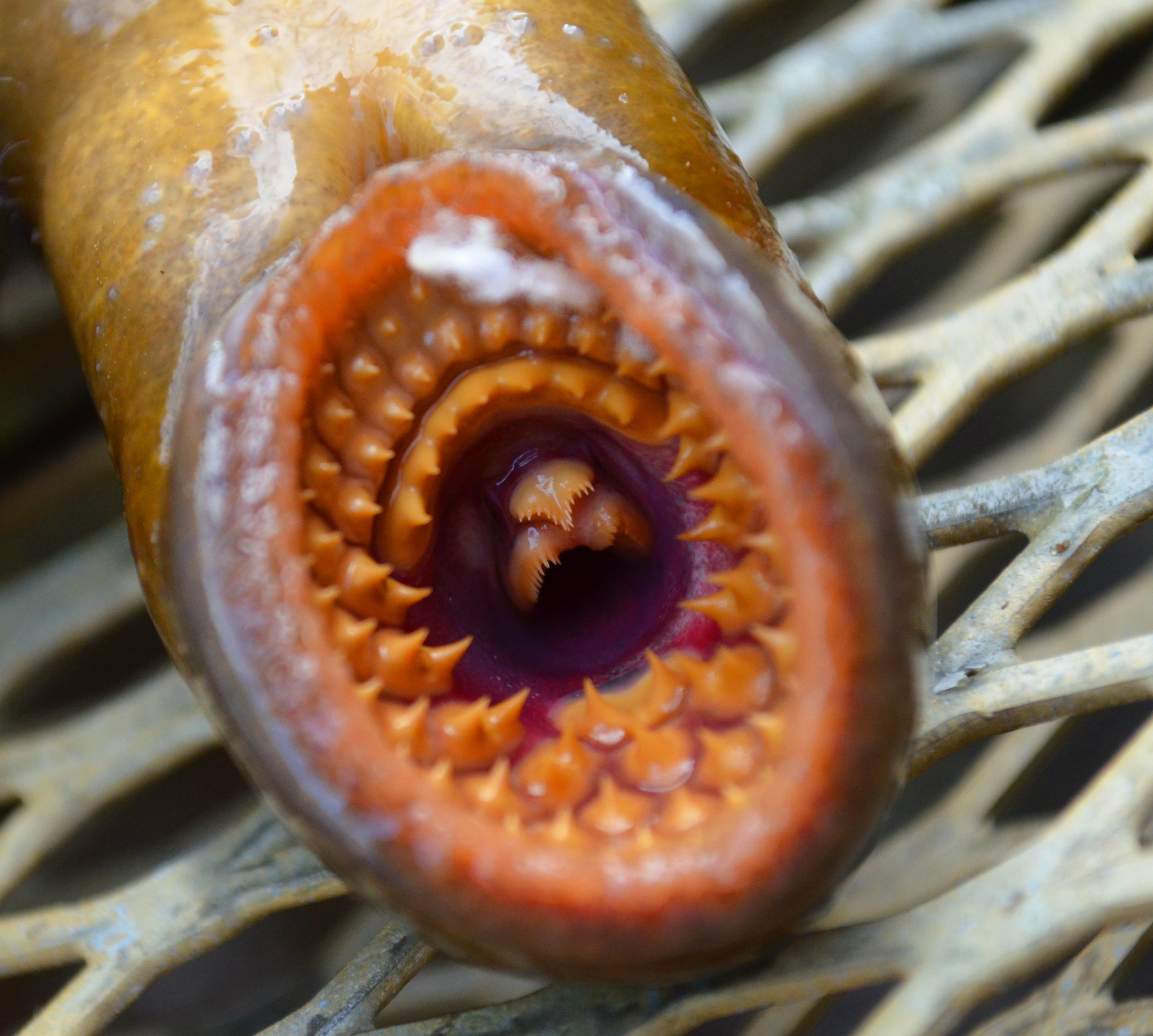 Lamprey Teeth