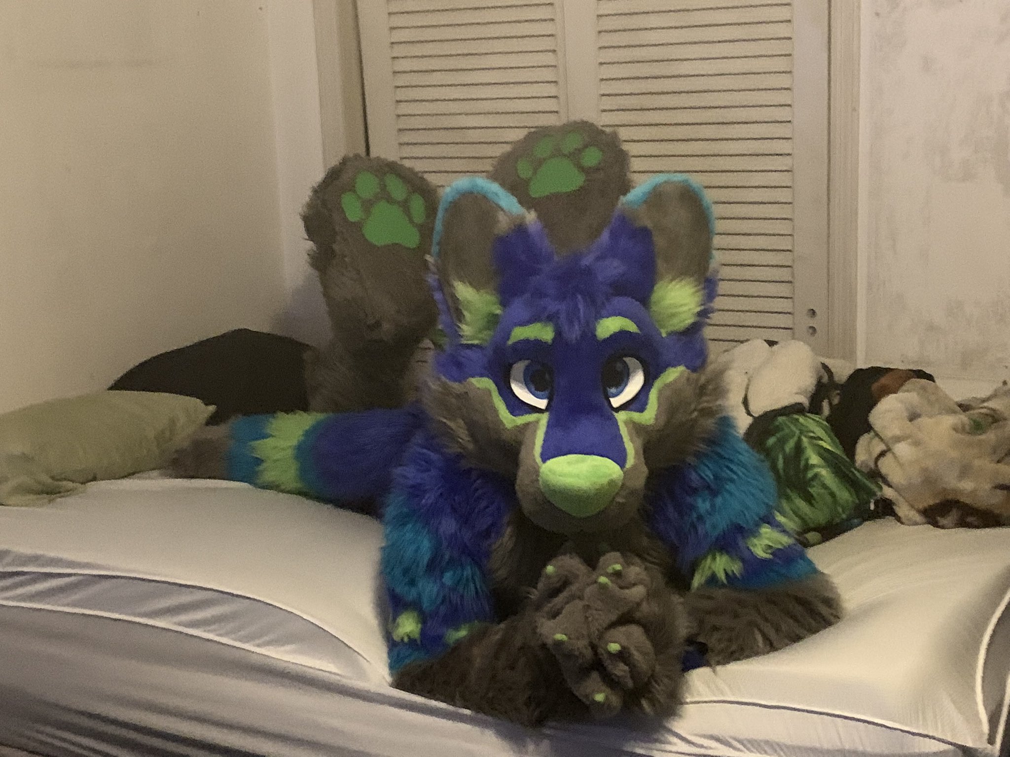 Riggy Folf (da shaggy boyo) 🐾 NYFB🐾 on Twitter: "The folf looks at you cutely with his blue eyes ...