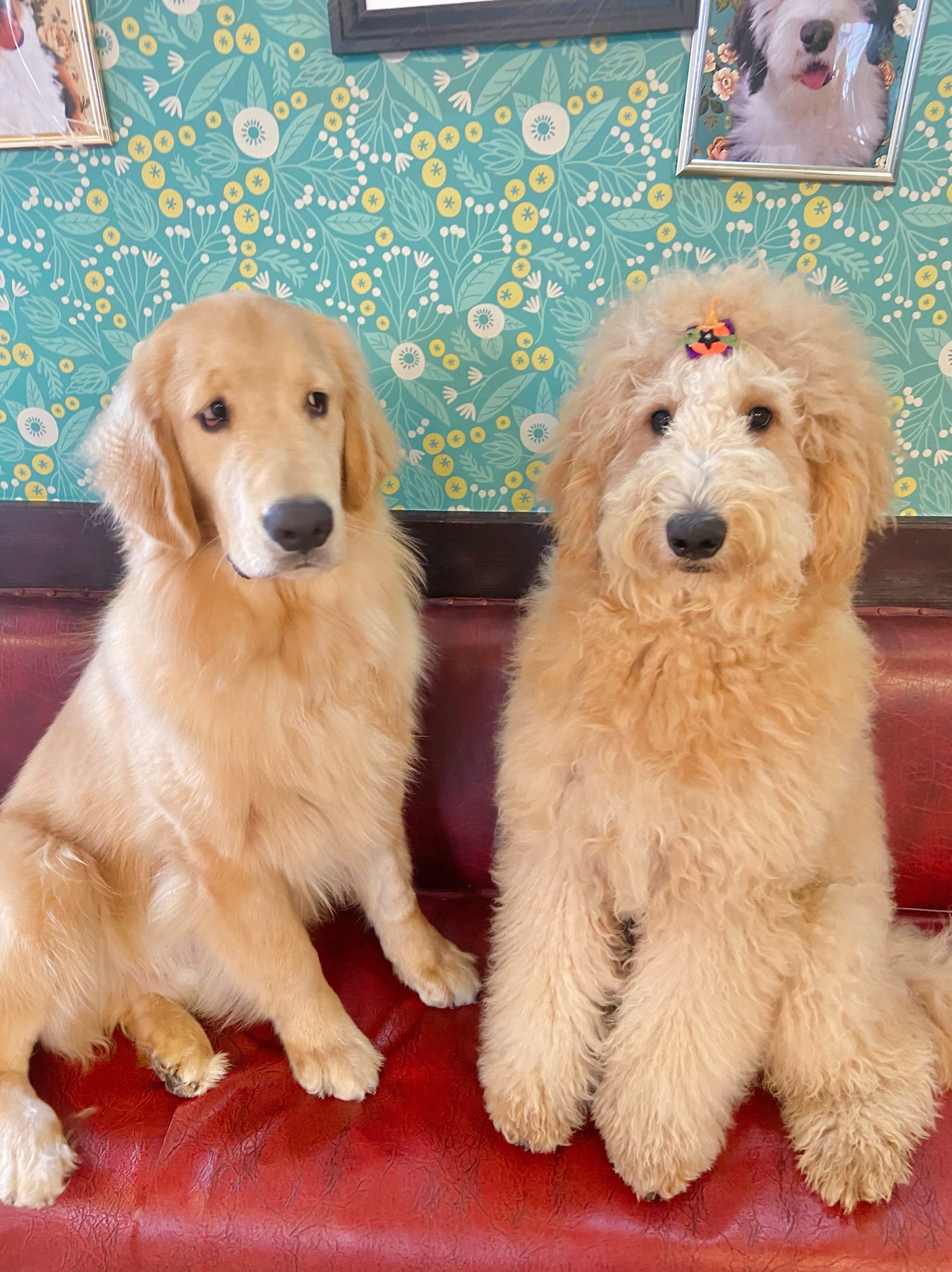 Tweets with replies by 大型犬カフェGRAND MOU《ぐらんむー》 (@GrandMou_) / Twitter