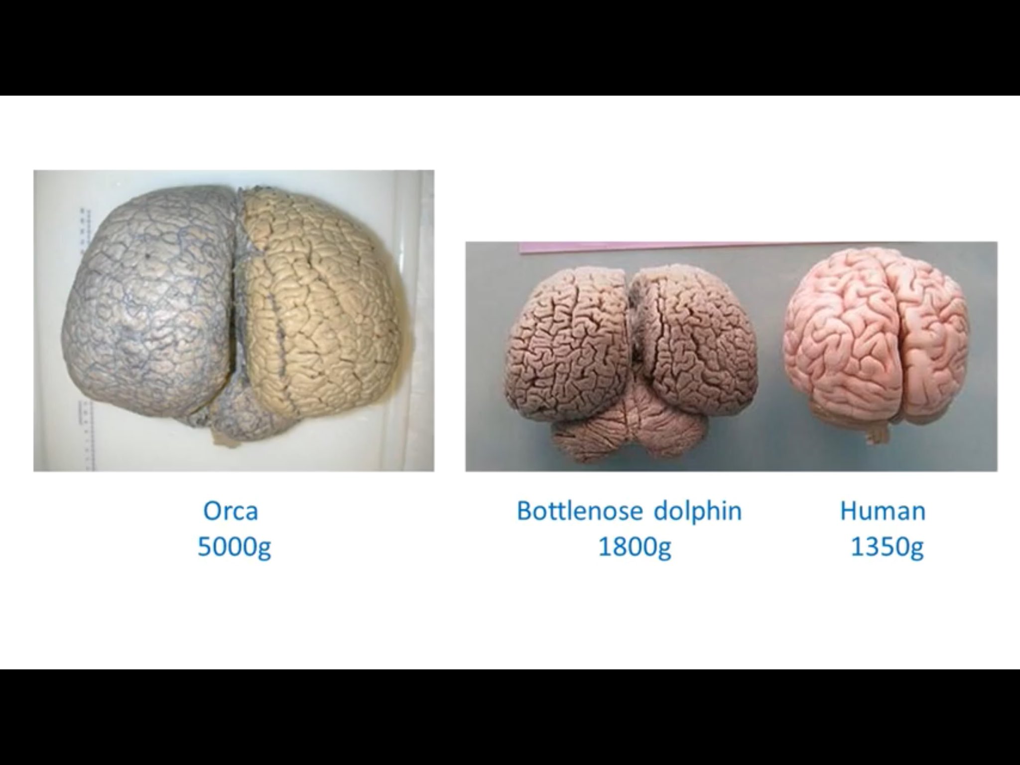 Orca Brain Size