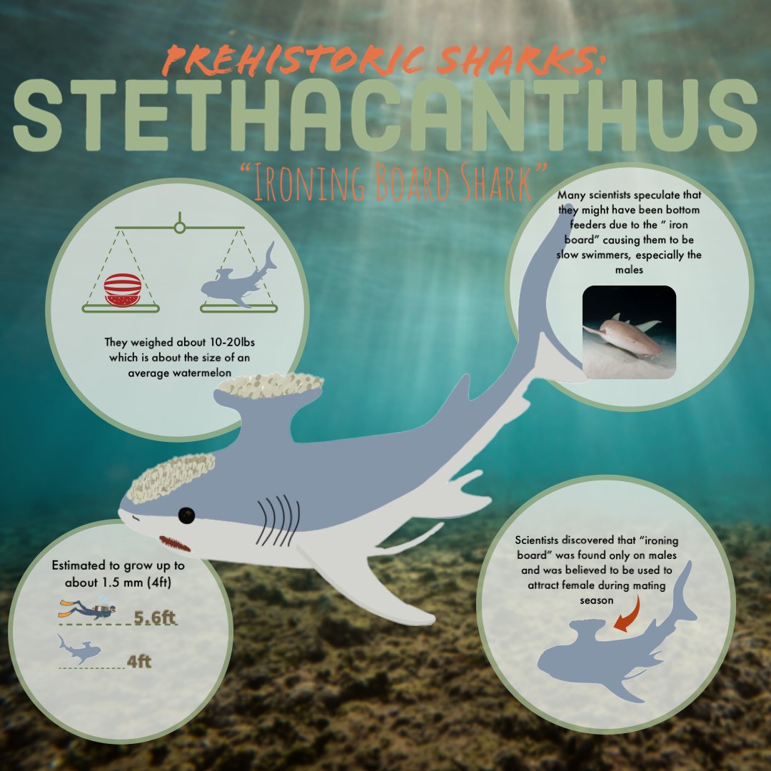 Stethacanthus Size