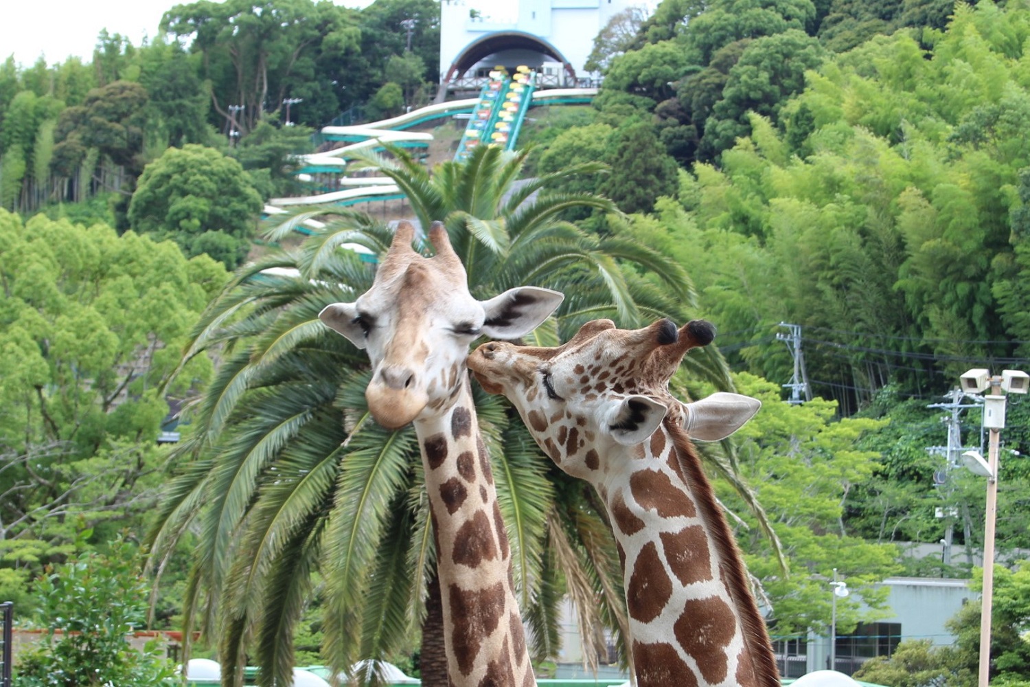 静岡市立日本平動物園 (@nhdzoo) / Twitter