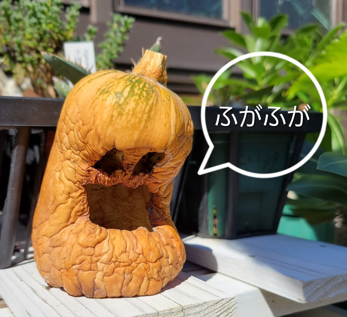 【画像あり】ハロウィン用に作ったおばけかぼちゃ、老衰が進んでハロウィンまで保ちそうにもない→2.4万いいね [808139444]