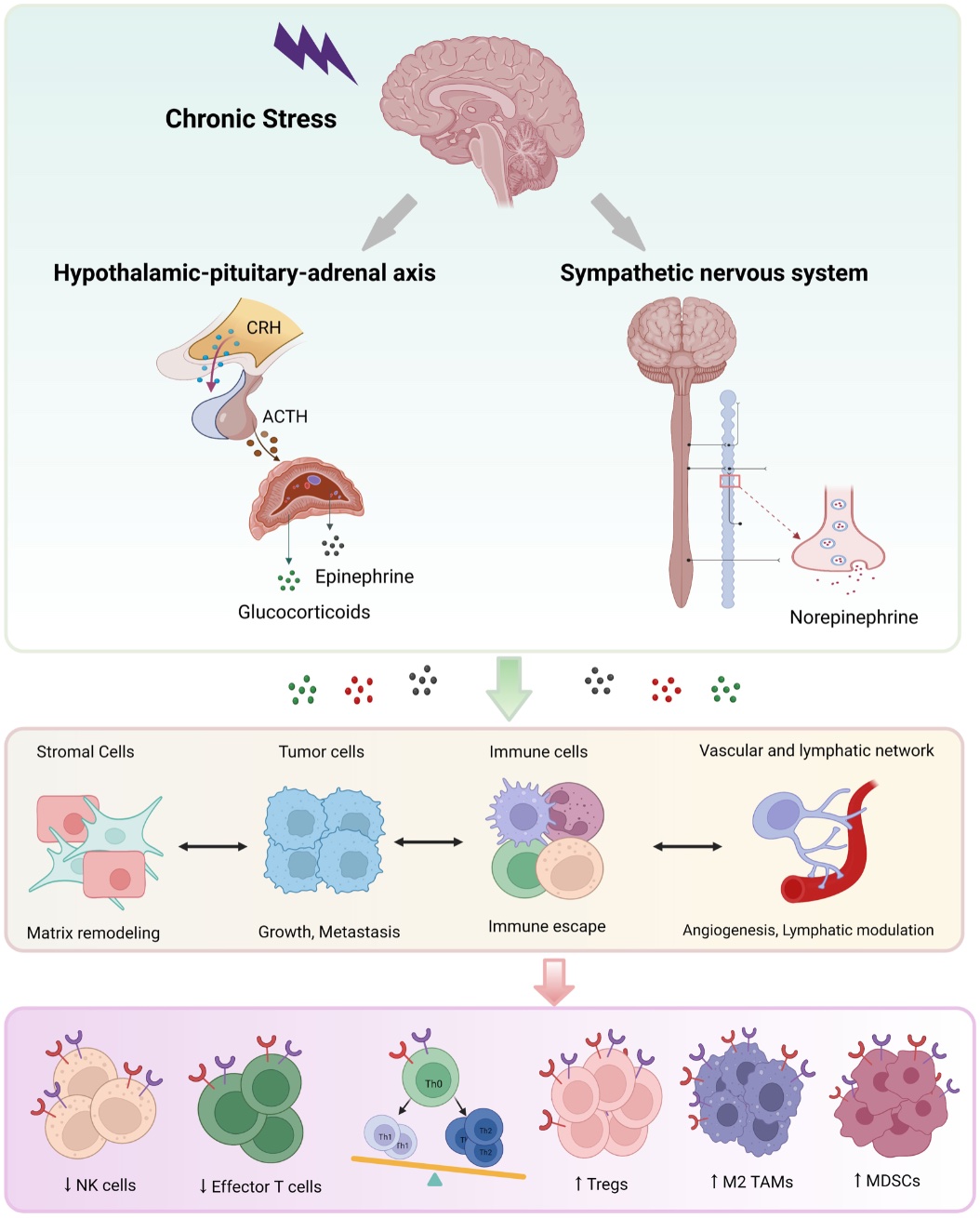 🥼Agingdoc1⭐MD, PhD 🔔 on Twitter: "Stress and cancer: The mechanisms of immune dysregulation and ...