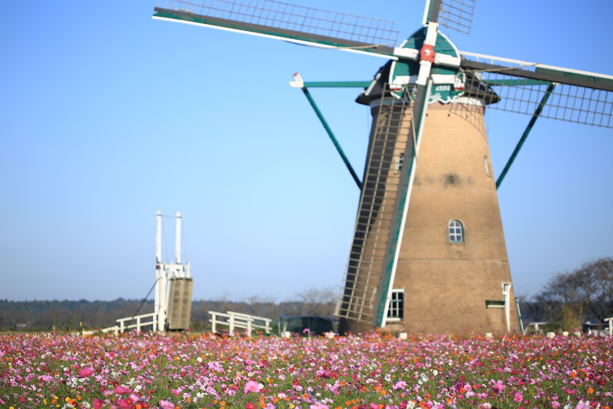 いいね！佐倉市【公式】 on Twitter: "RT @PRTIMES_TRAVEL: 【千葉県佐倉市】秋は紅葉だけじゃない...行楽シーズンにはコスモスを！『佐倉コスモスフェスタ』（10/ ...