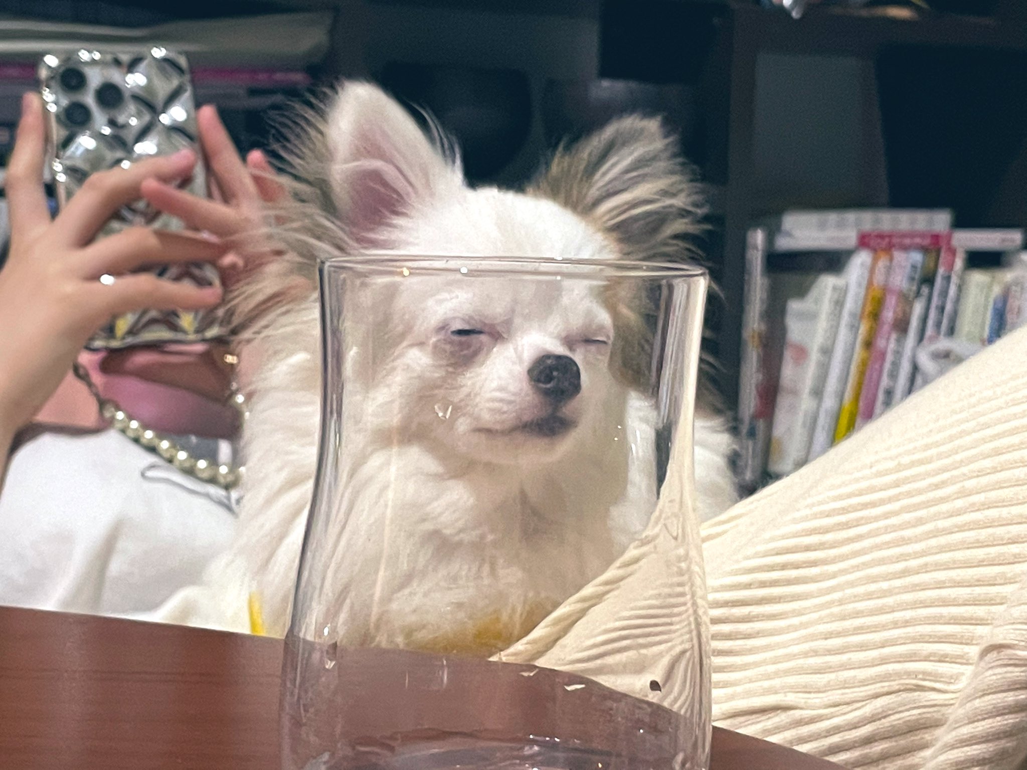 腋汗みるみるみるくちゃん🍼💦 on Twitter: "@mamaniwanaisho @nandeyanenyo05 @maruuu__g ずっと玄関いたけど、落ち着いてきたよ〜😚 ...