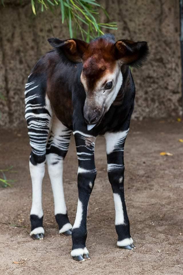 Okapi Blue Tongue