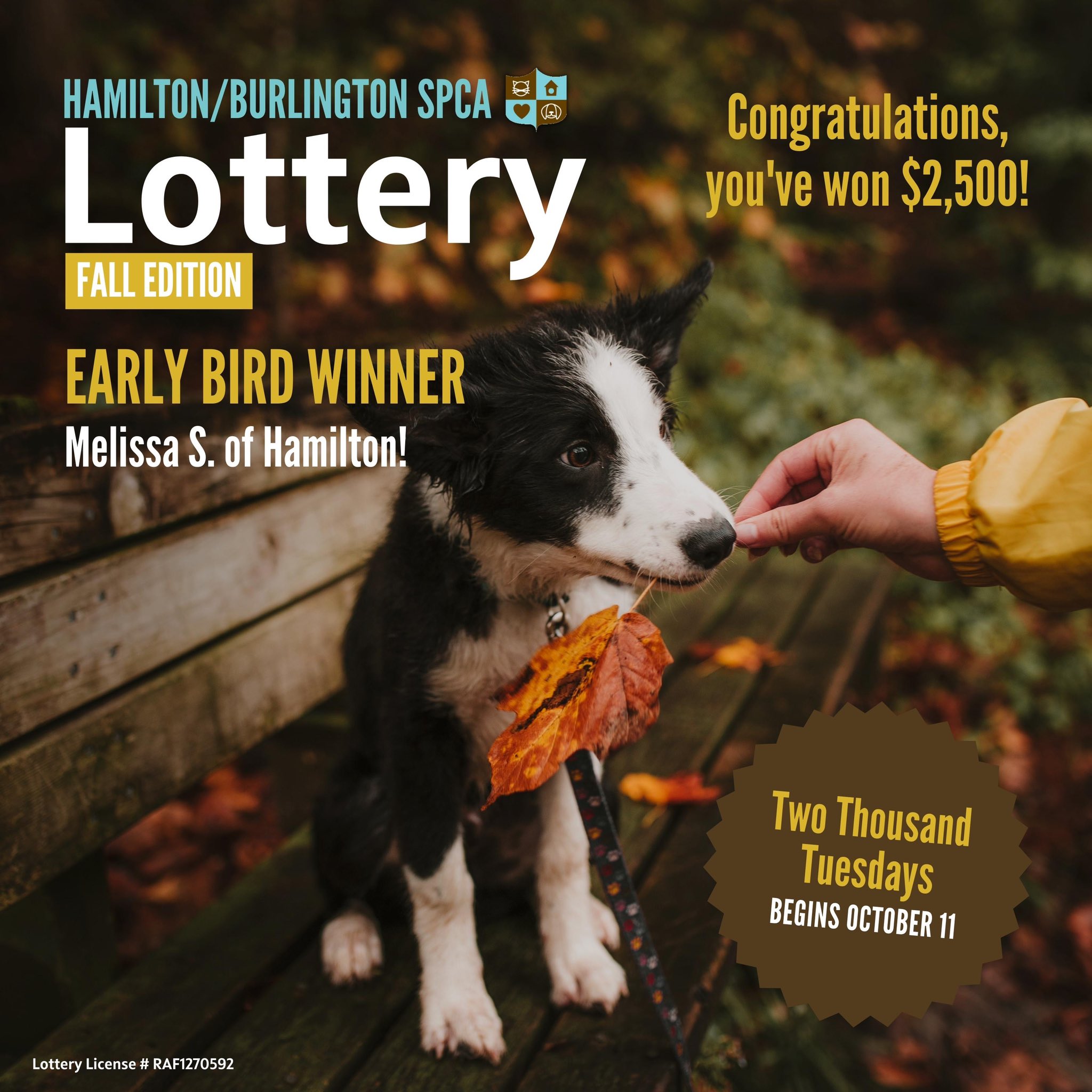 How Much Is A Dog License In Hamilton Ontario