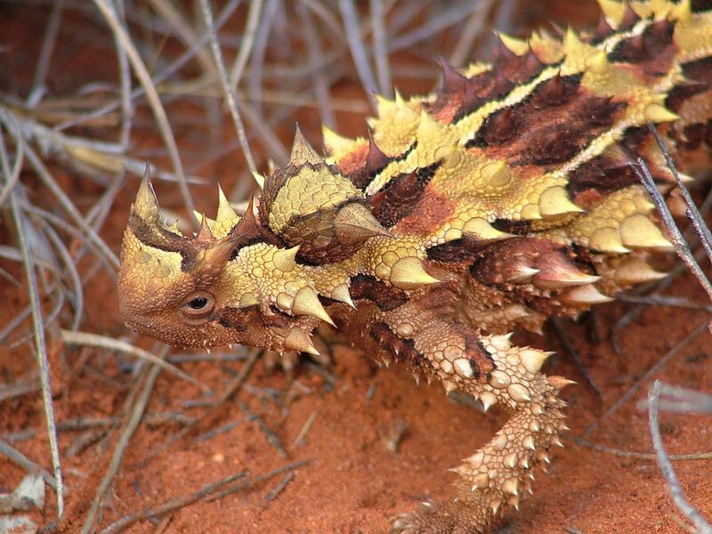 Thorny Devil False Head