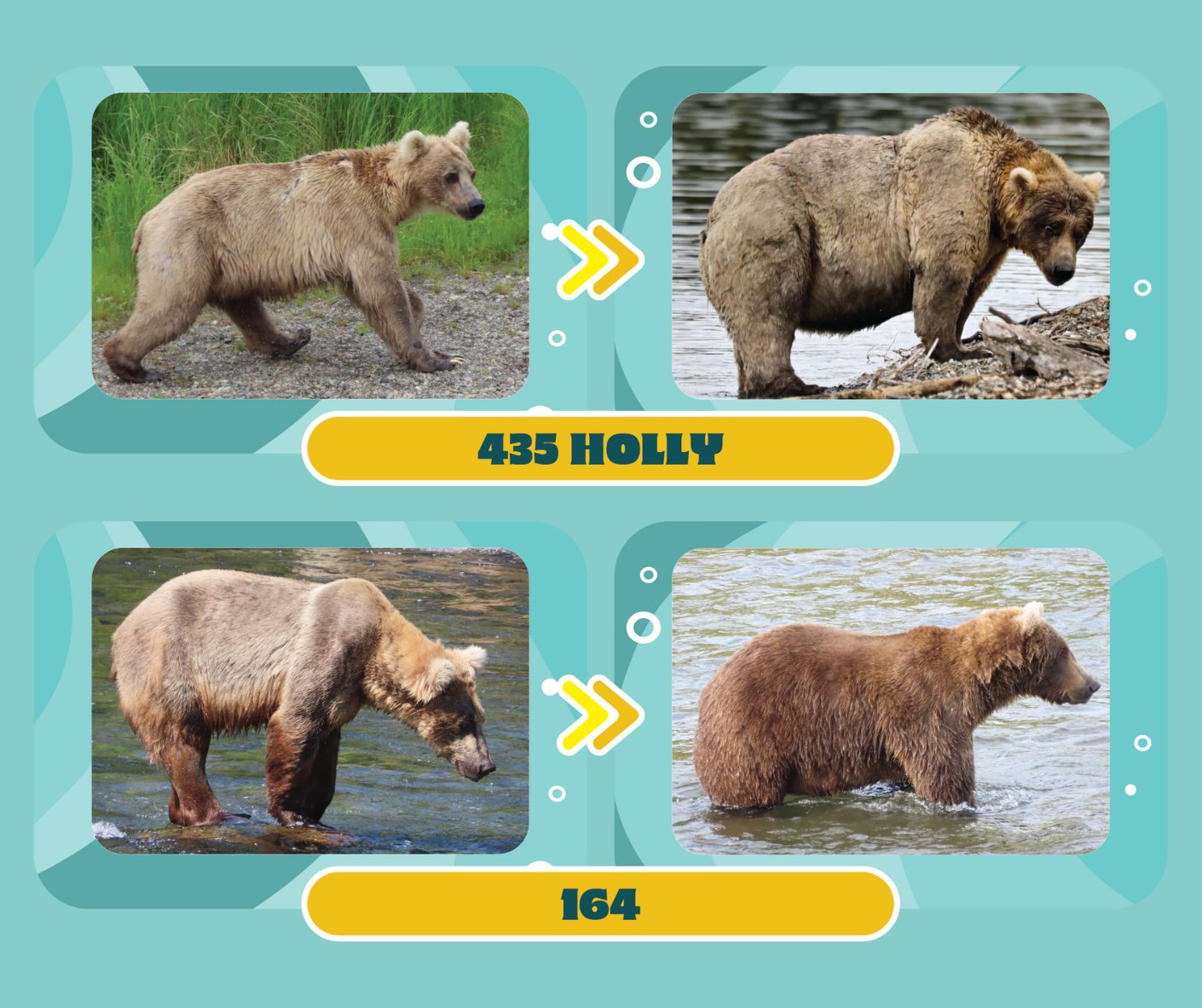 Bear Species Chart