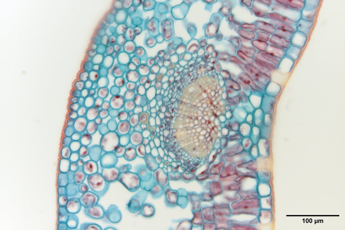 Home | Advanced Light Microscopy Facility