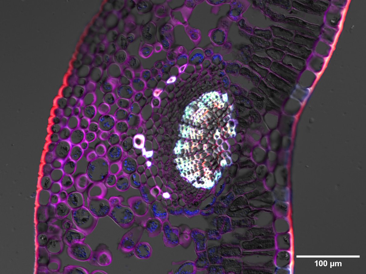 Home | Advanced Light Microscopy Facility