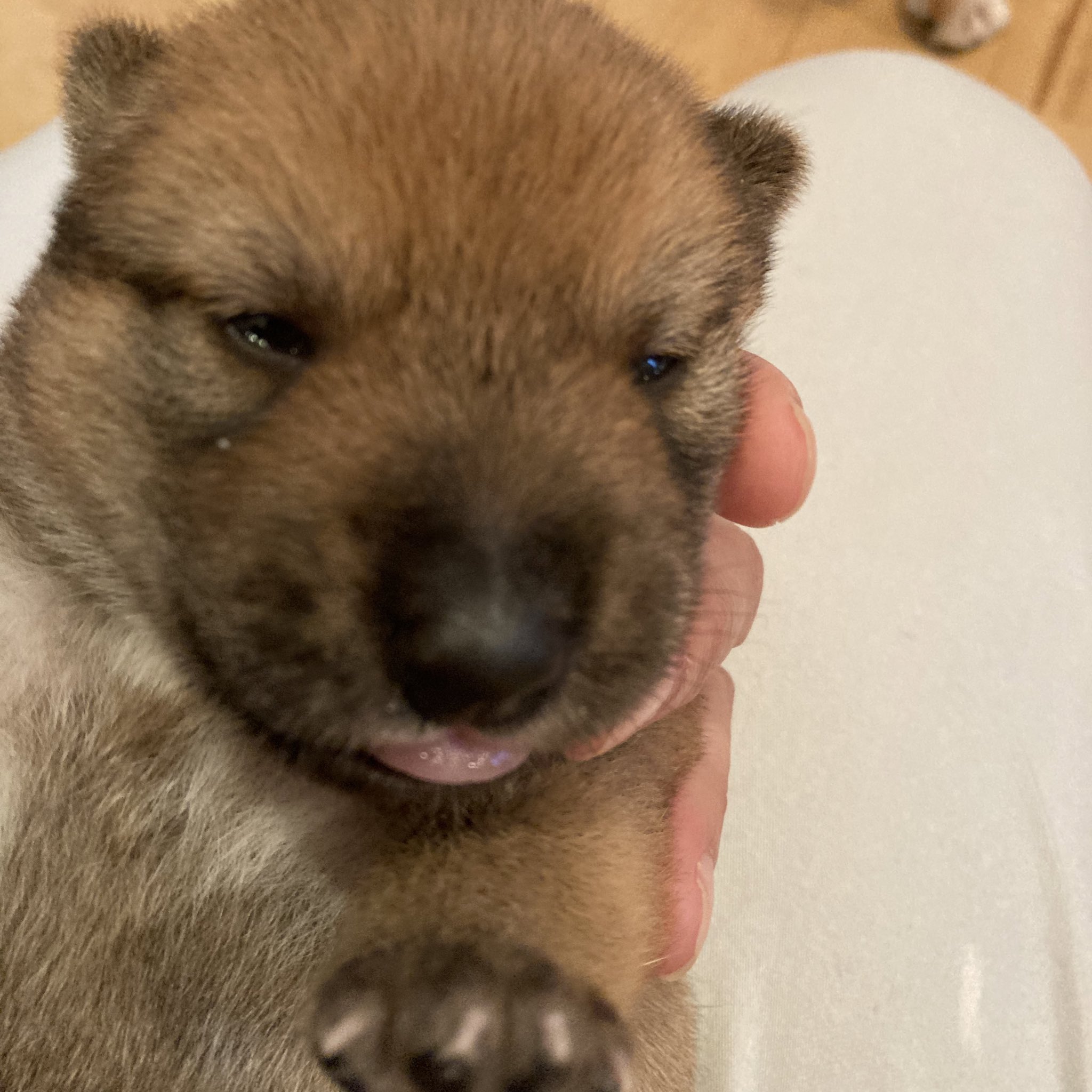 山陰柴犬^ᴥ^もなか (@sanin_48_monaka) / Twitter