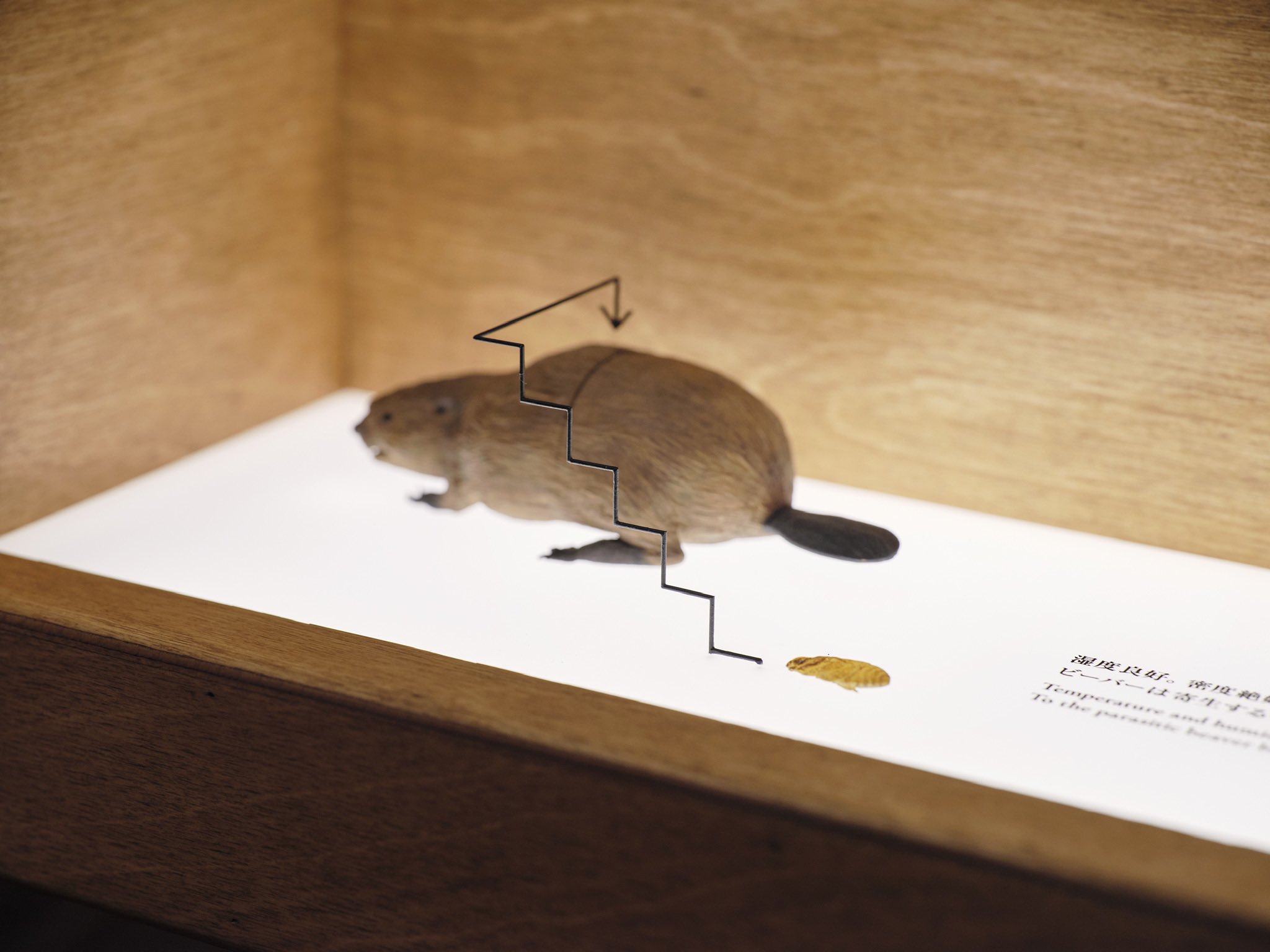 三澤 遥 Haruka Misawa on Twitter: "https://t.co/KstMPlmoix" / Twitter