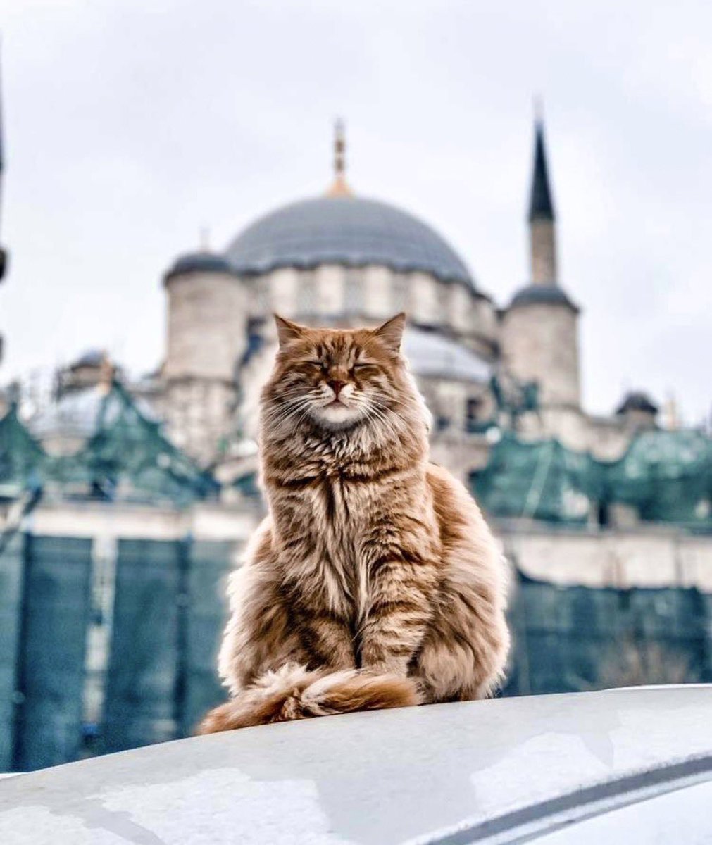 Istanbul is known as the "City of Cats" and sometimes referred to as ...