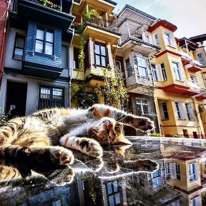 Istanbul is known as the "City of Cats" and sometimes referred to as ...