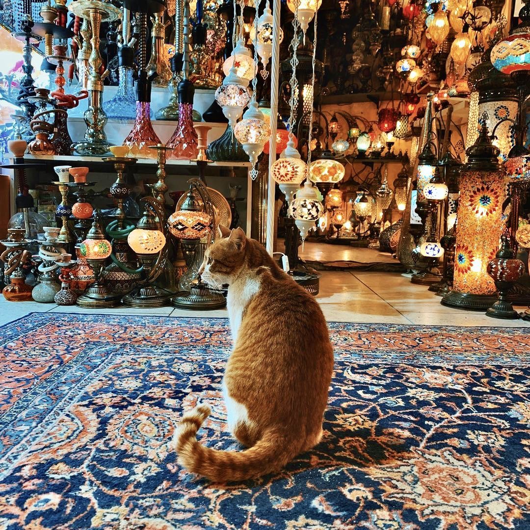 Istanbul is known as the "City of Cats" and sometimes referred to as ...