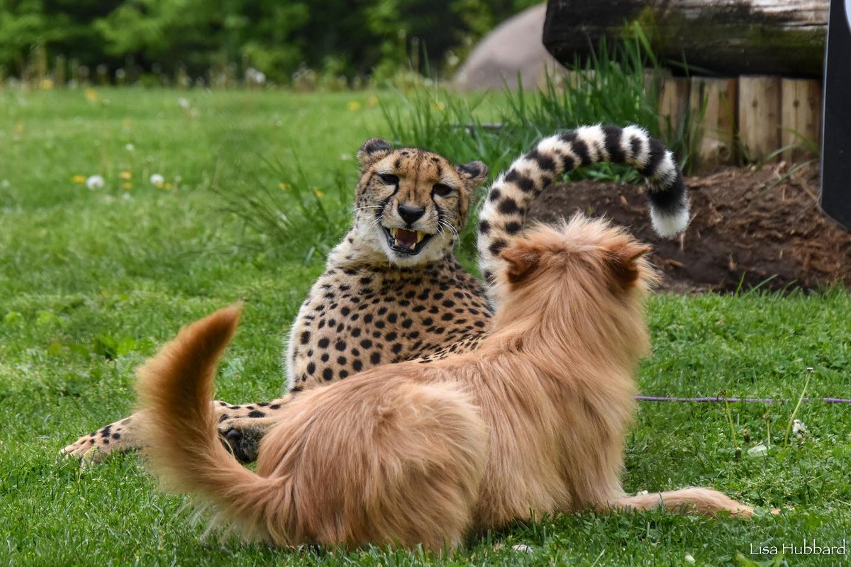 Cincinnati Zoo on Twitter: "Kris is no longer the youngest cheetah but still thinks she’s the ...