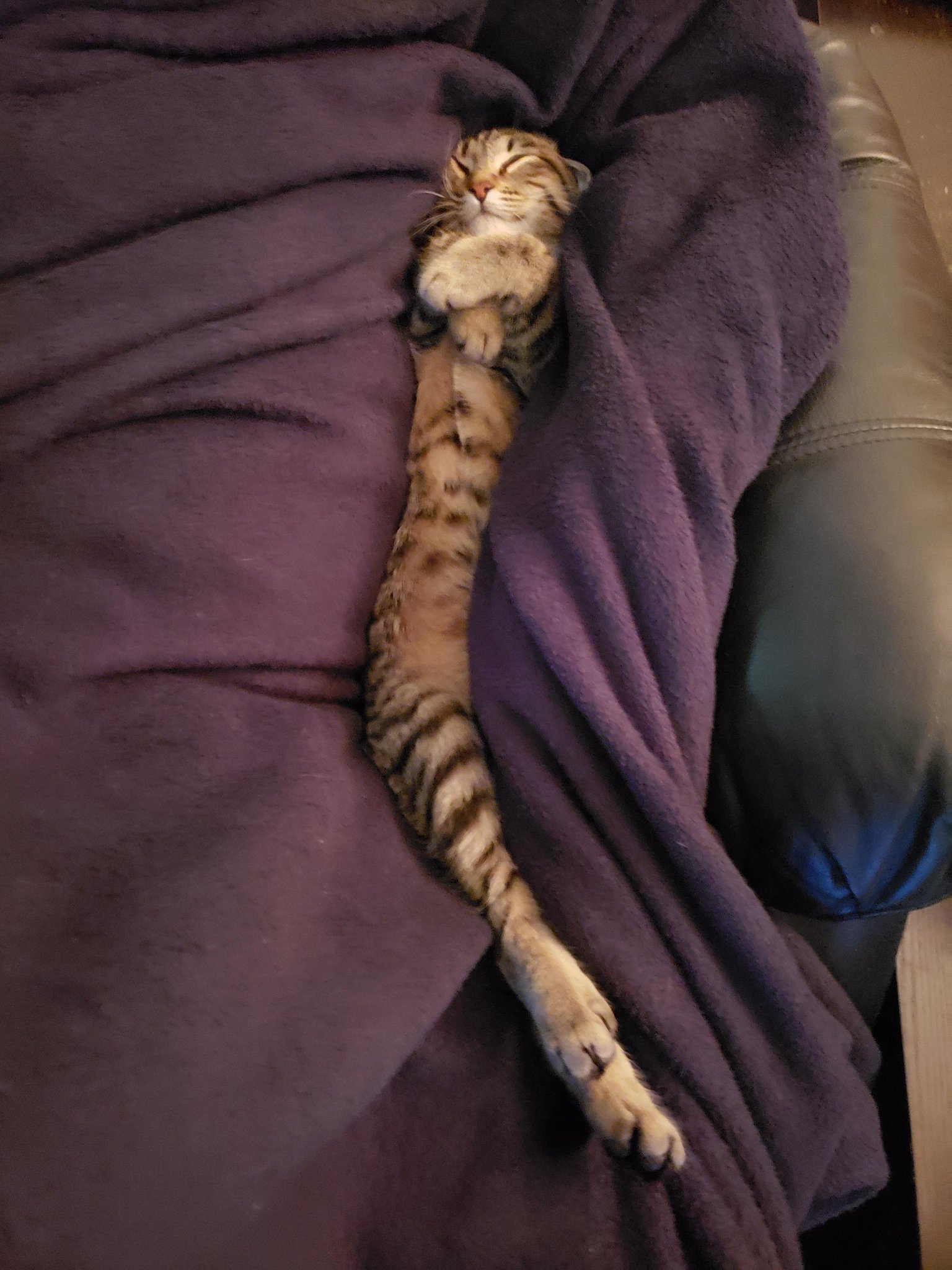 ꧁スカーレット꧂29K on Twitter: "RT @DontShowYourCat: snek https://t.co ...