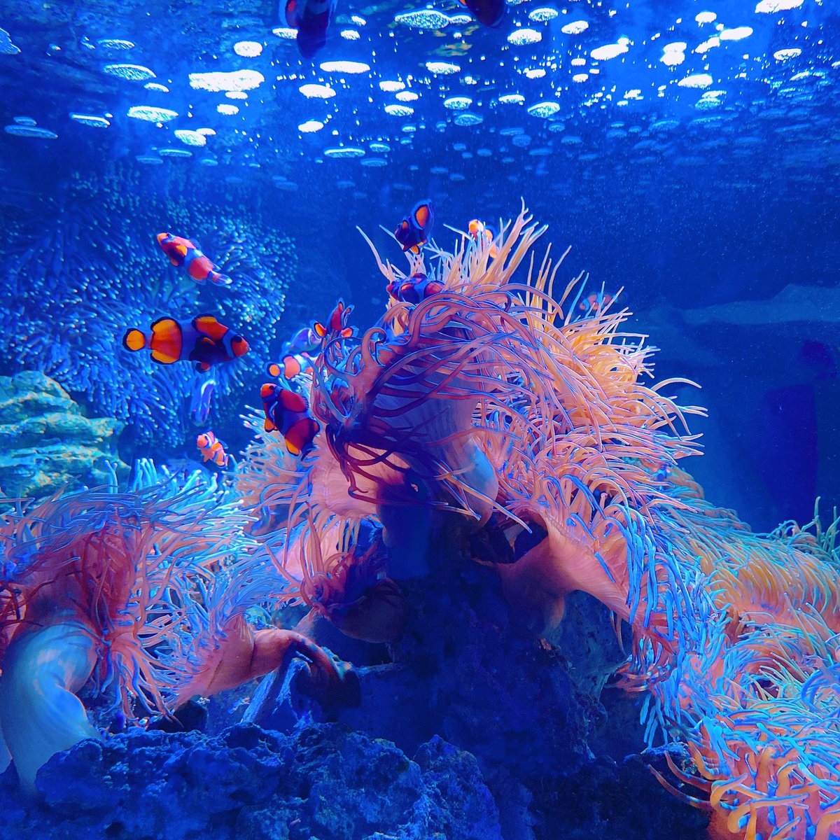 「AQUARIUM DAY 」| rhonnie 🔜 goldnova !!のイラスト