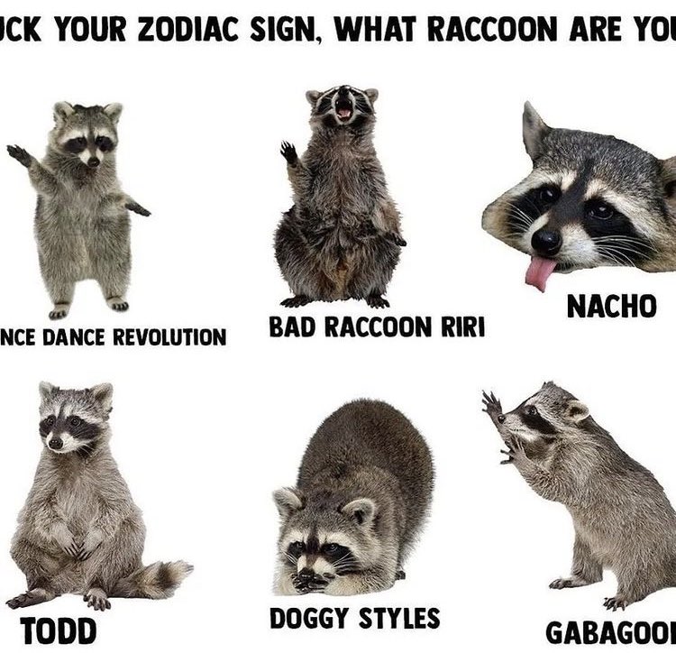 Bad Pun Raccoon