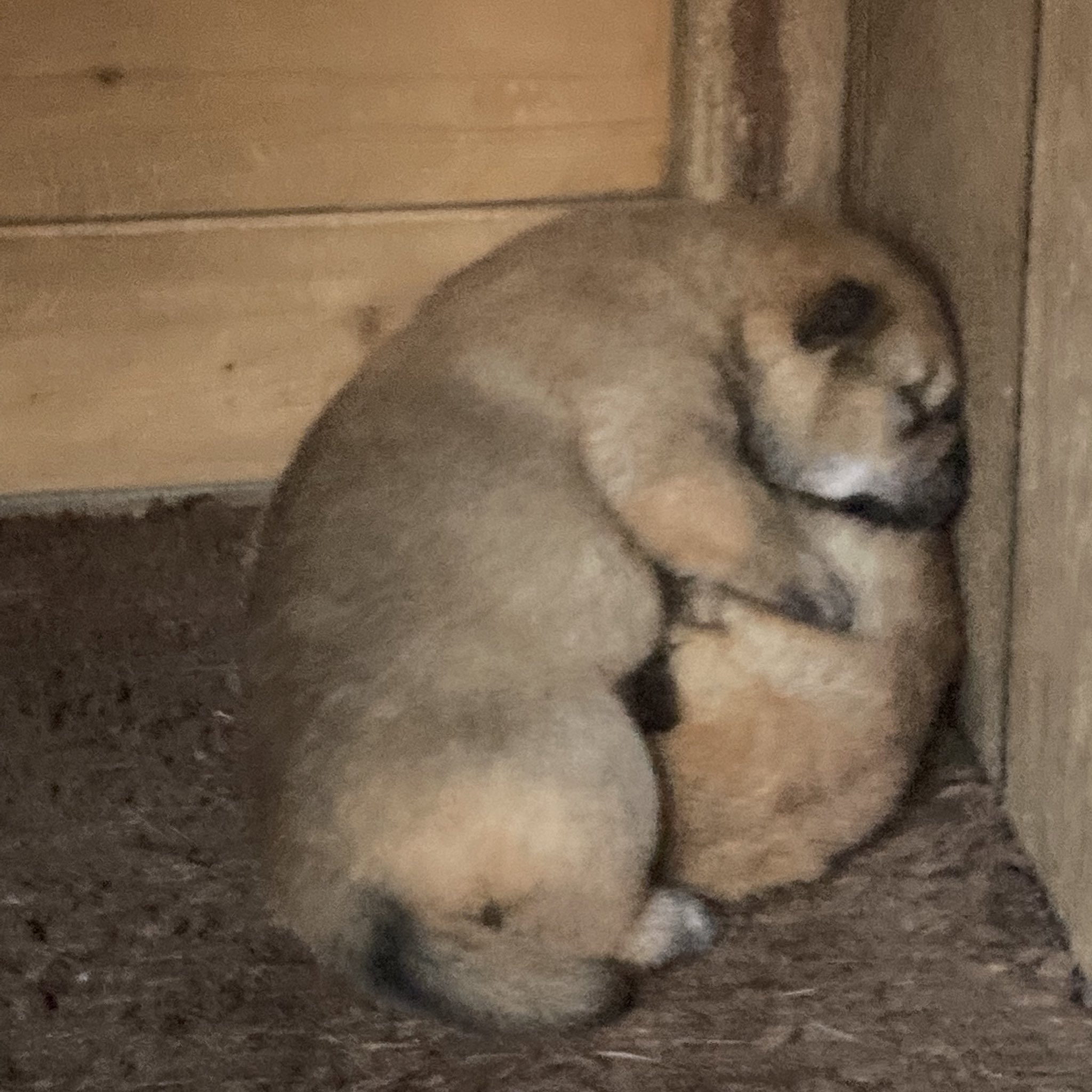 山陰柴犬^ᴥ^もなか (@sanin_48_monaka) / Twitter