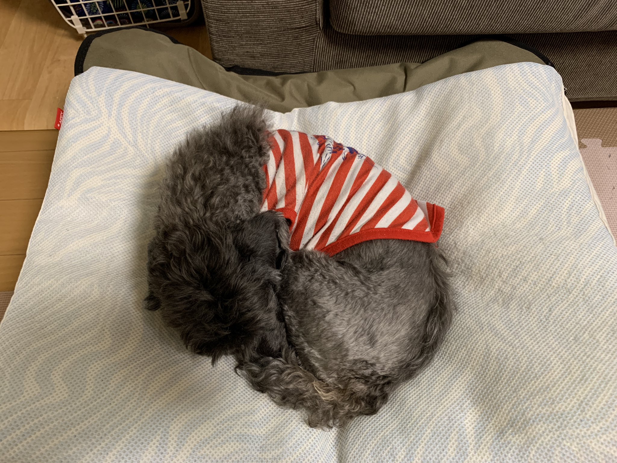 ꧁スカーレット꧂29K on Twitter: "RT @cat_dog_smack: 寒くなってきたので丸‼️ #犬好きな人と繋がりたい ...