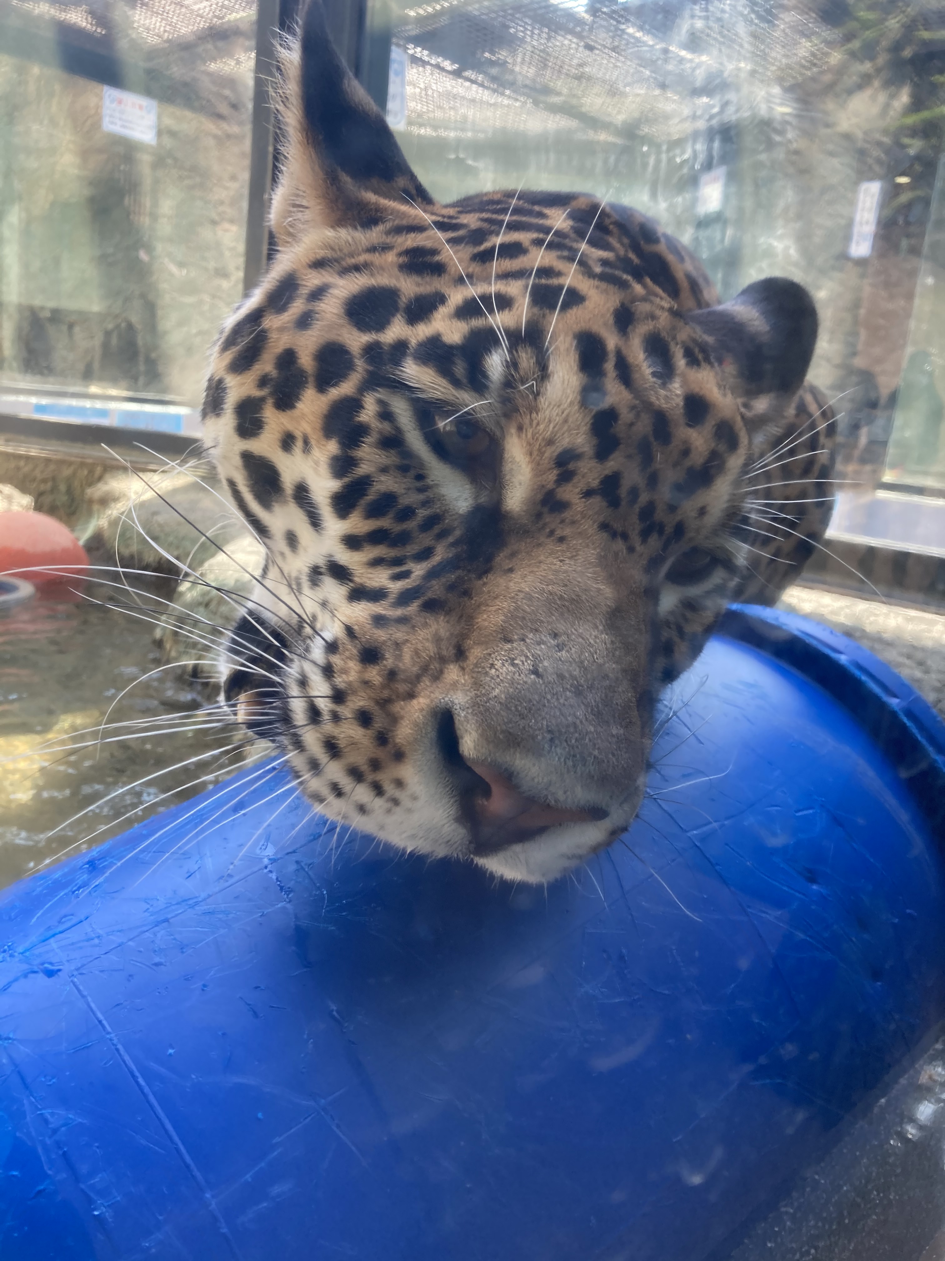 静岡市立日本平動物園 (@nhdzoo) / Twitter