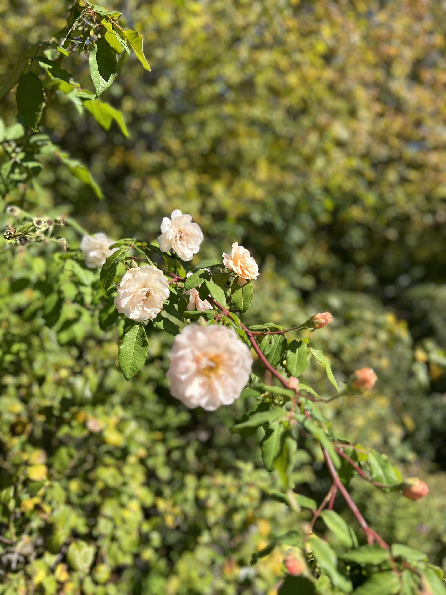 Uki Violeta 🔮🌌 NIJISANJI EN on Twitter: "I not only touched grass, but also flowers 🥰🌸 https://t ...