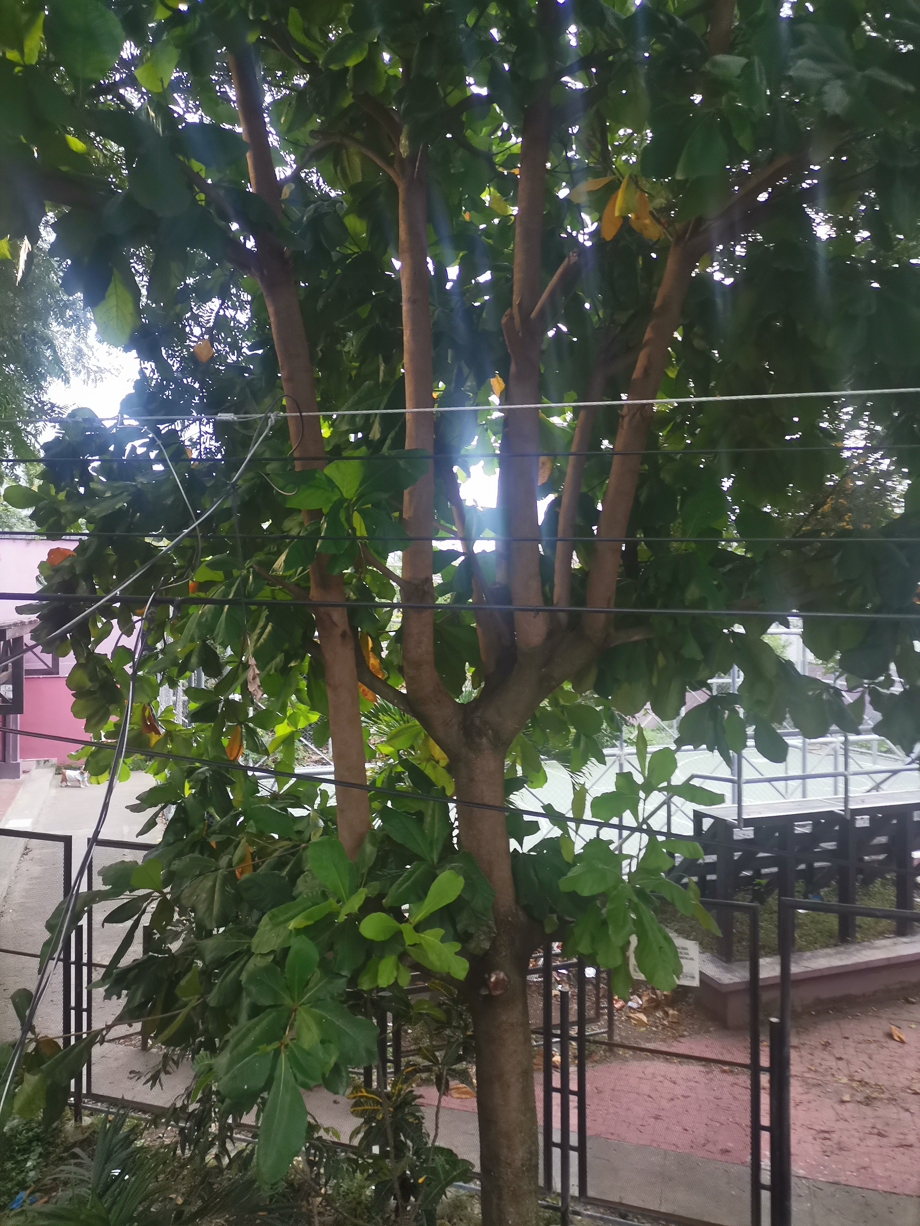 Alcaldía de San Salvador on Twitter: Alcaldía de San Salvador on Twitter: