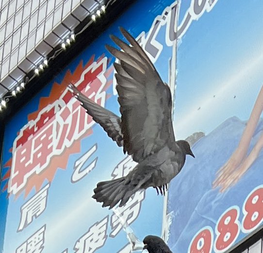 ちびとり♂ On Twitter くぽ