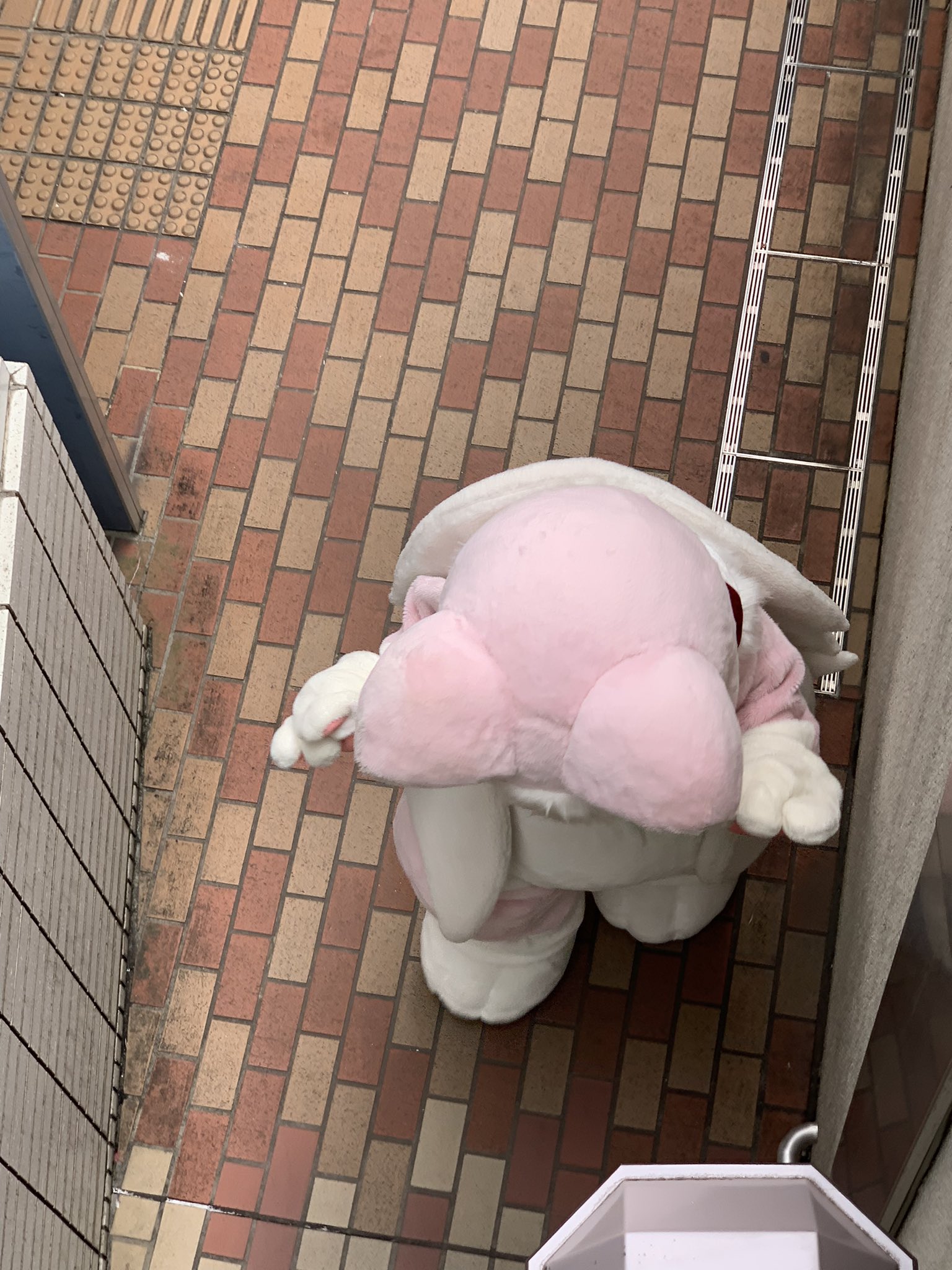 野うさぎちゃんのスペシャルまぜごはん On Twitter うんと高いところから見おろすと、こうなります。なかなか撮れないアングル。 お座りさきちゃんを添えて♡ 柴崎さき 調布市商工