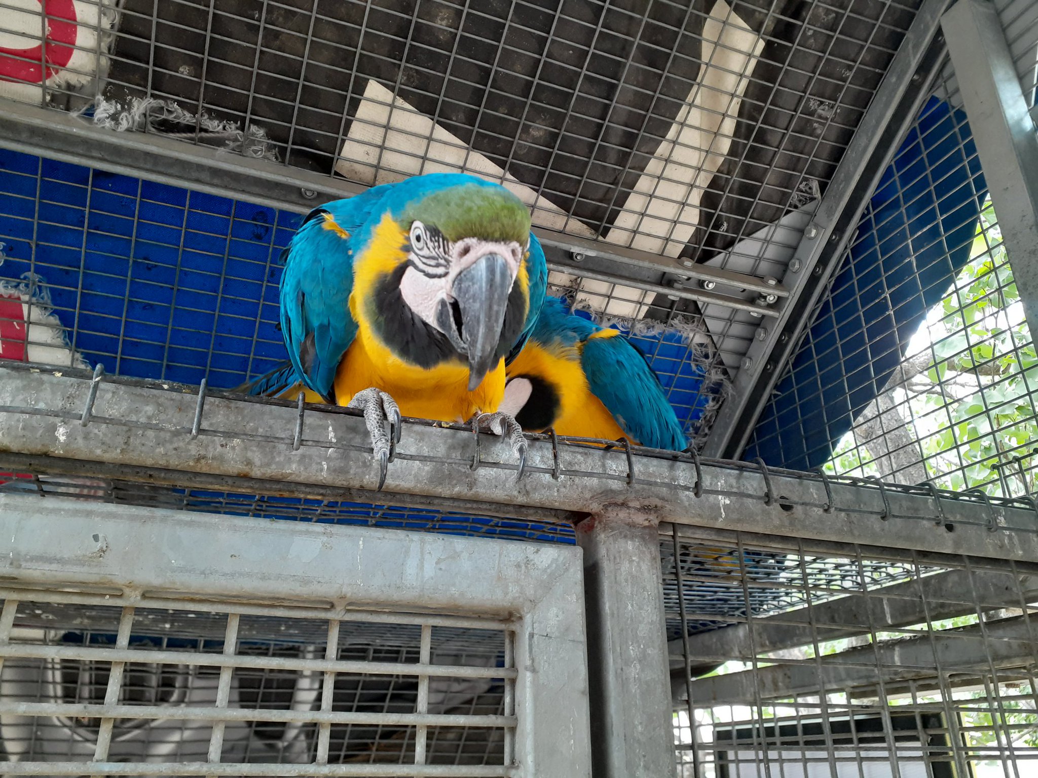 Brainy Birds SA on Twitter: "Happy Monday from all of us. Here's just some of the residents in ...