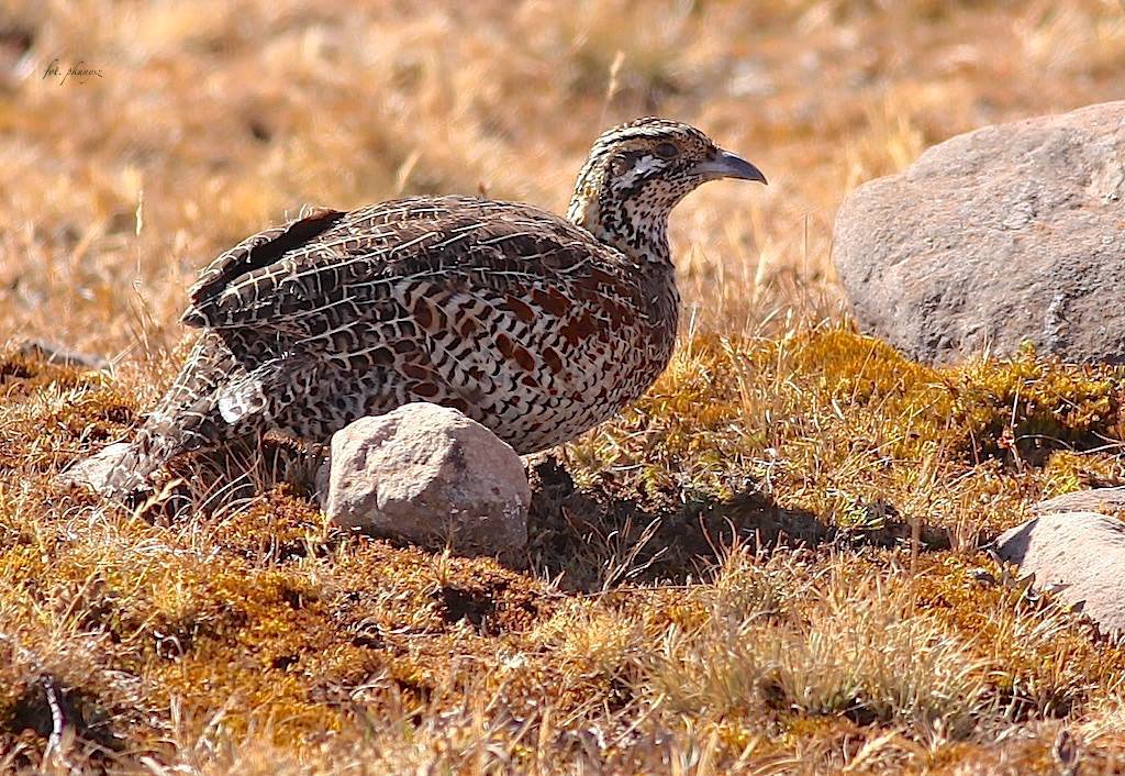 Dawit@VisitEthiopia on Twitter: "https://t.co/8FK54ay3Jf https://t.co/7EpbZA8nG9" / Twitter