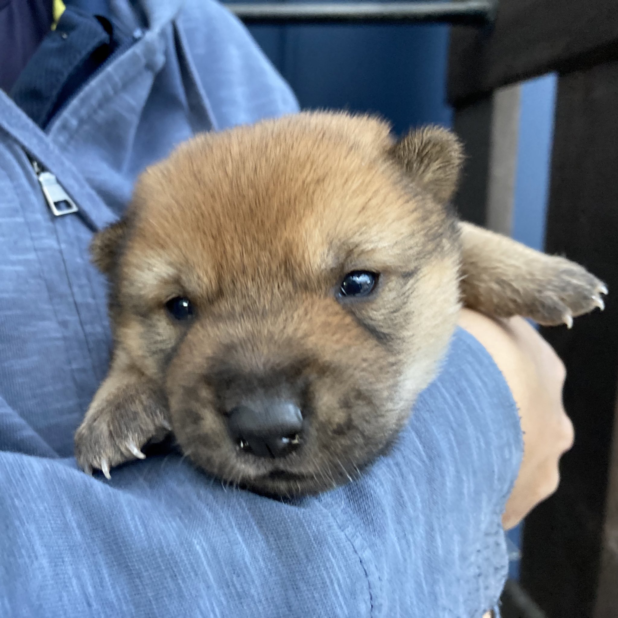 山陰柴犬^ᴥ^もなか (@sanin_48_monaka) / Twitter