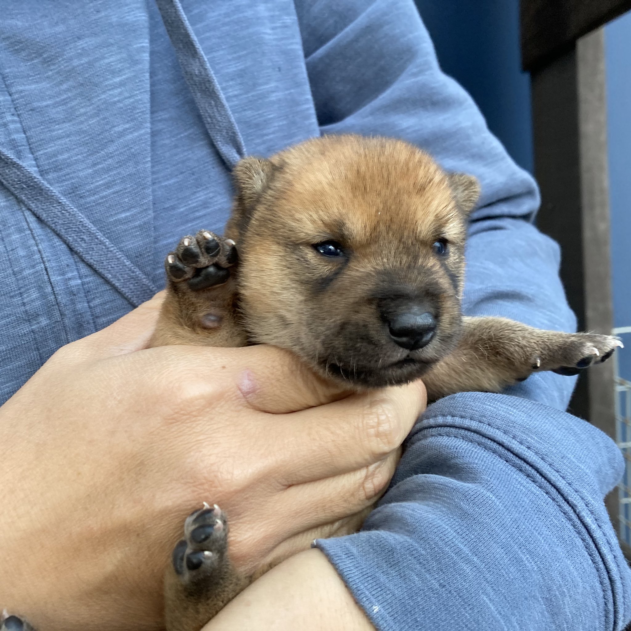 山陰柴犬^ᴥ^もなか (@sanin_48_monaka) / Twitter