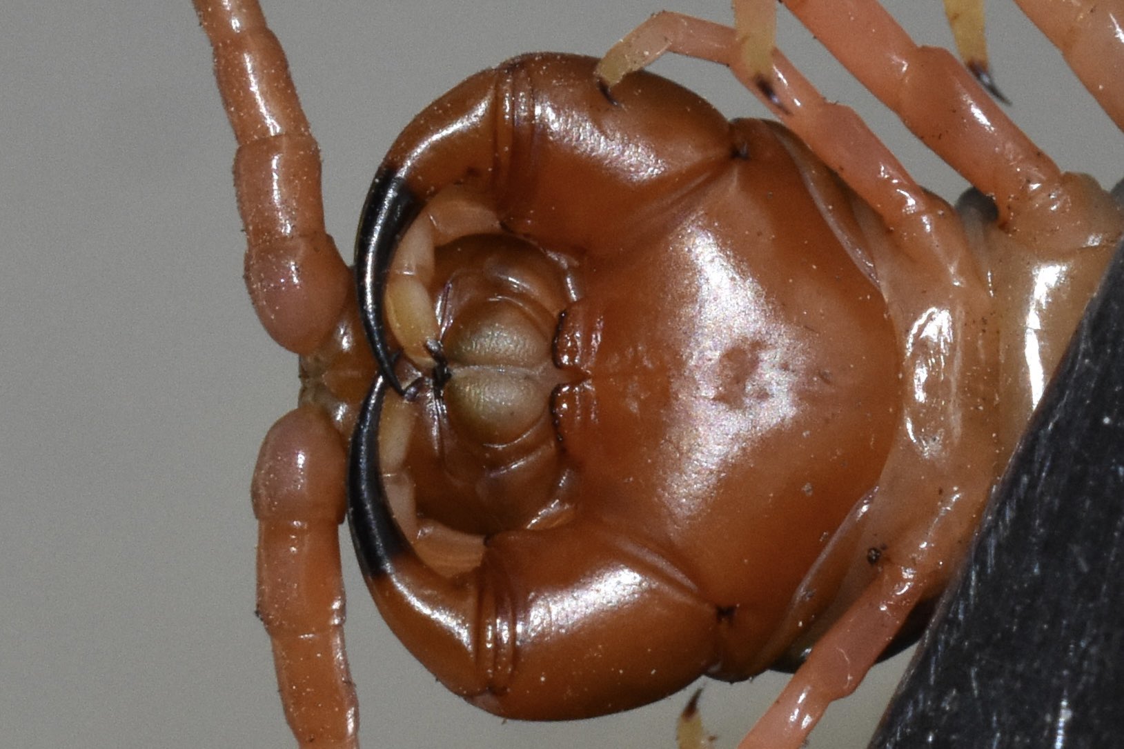 Giant Centipede Fangs