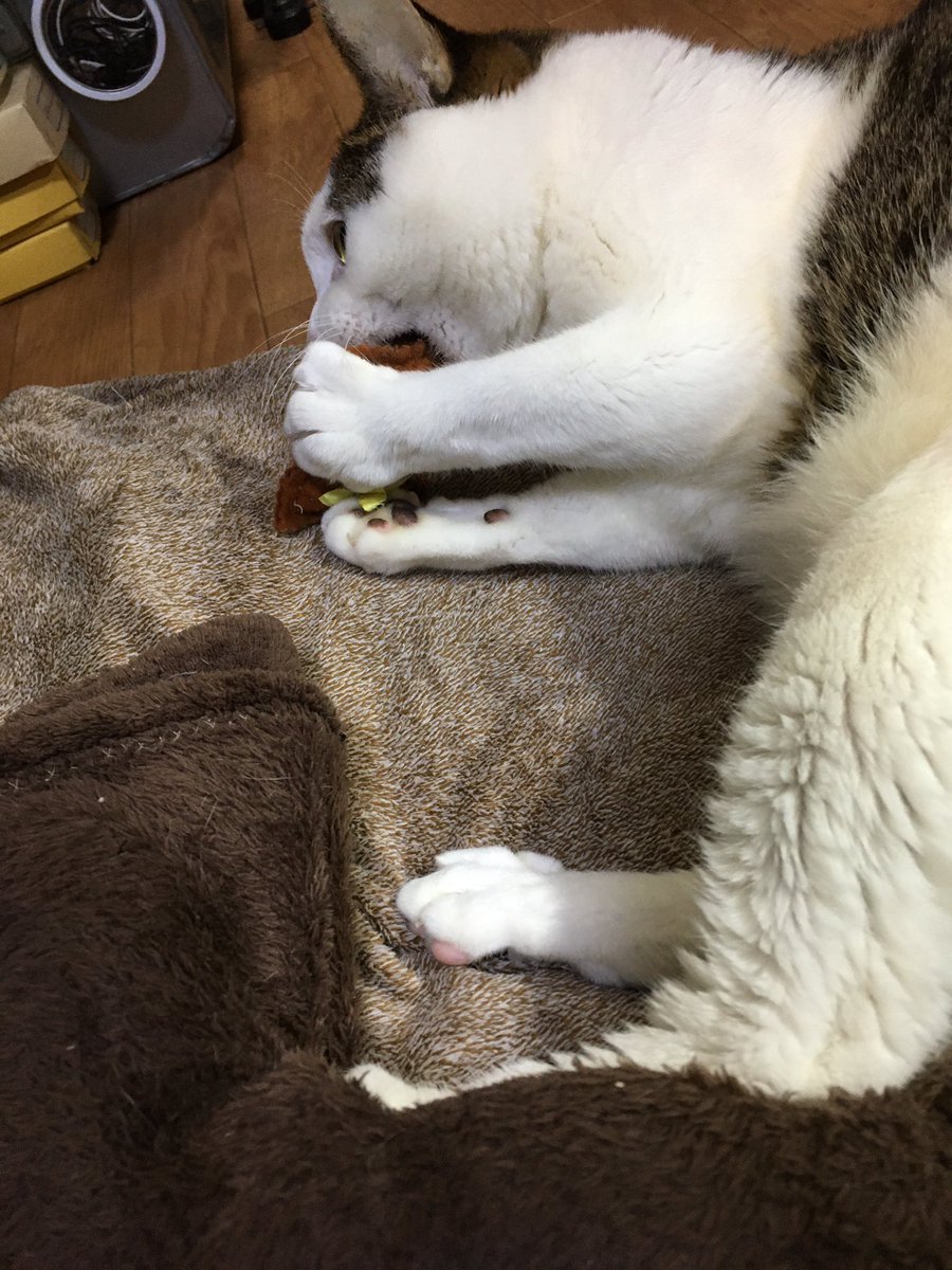 なかのひと的な2 On Twitter 今夜も針山くんをギッタンギッタンにしている白ウタマル。