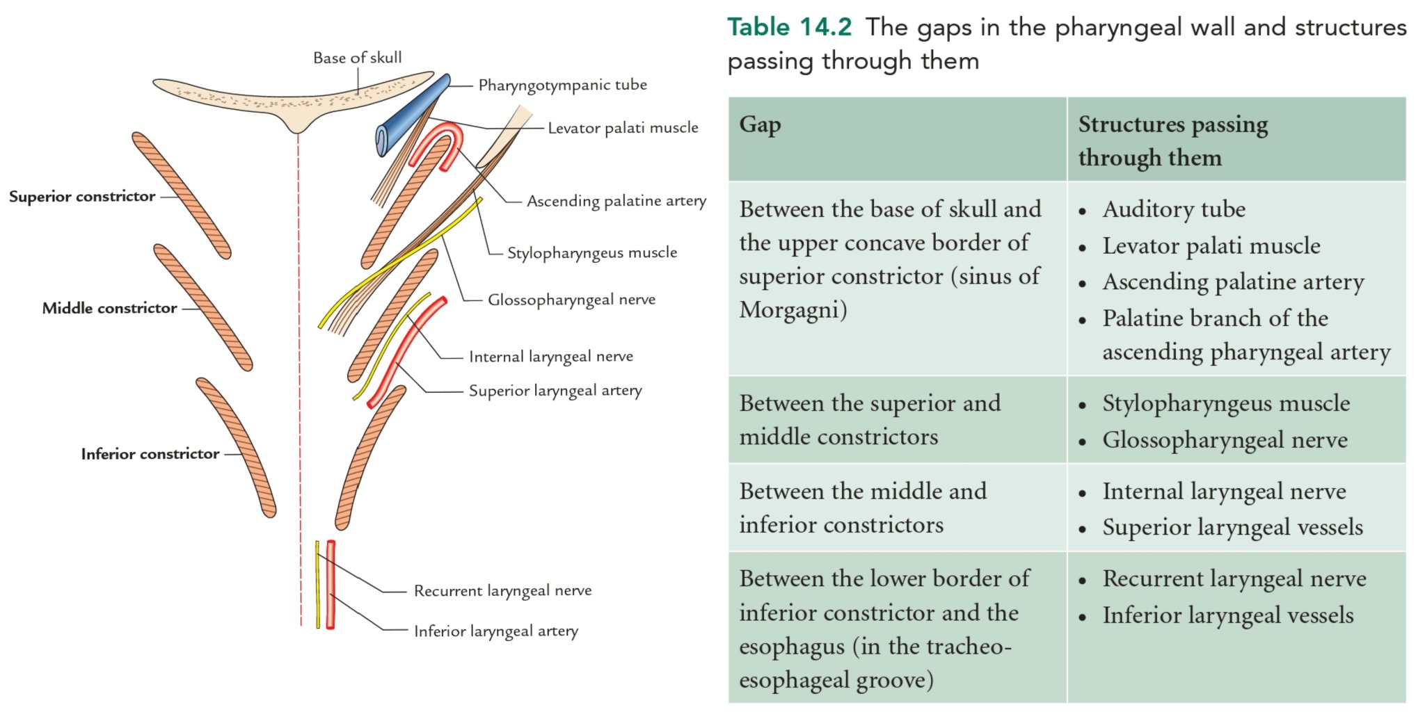 Superior Constrictor Muscle