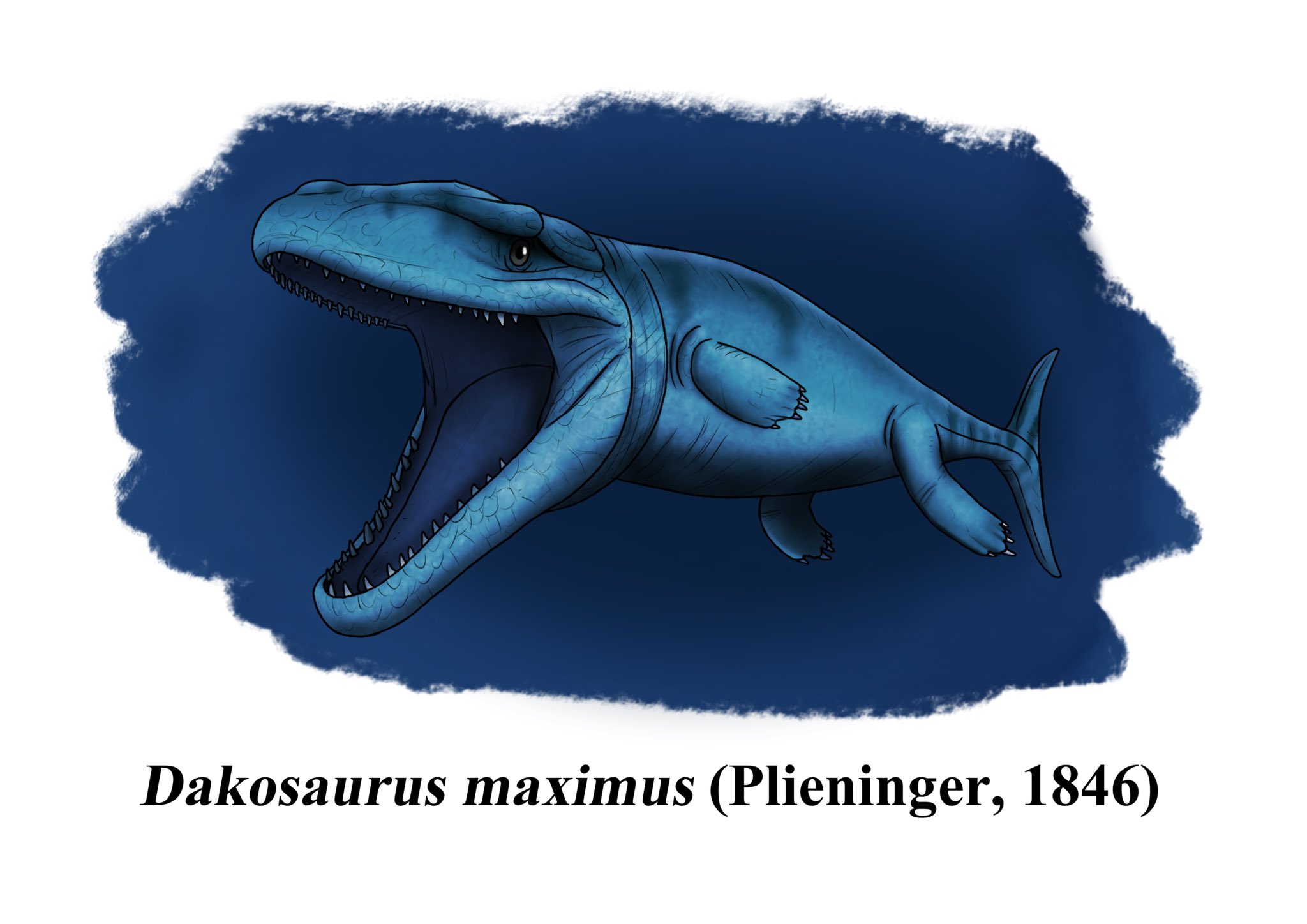 Dakosaurus Size
