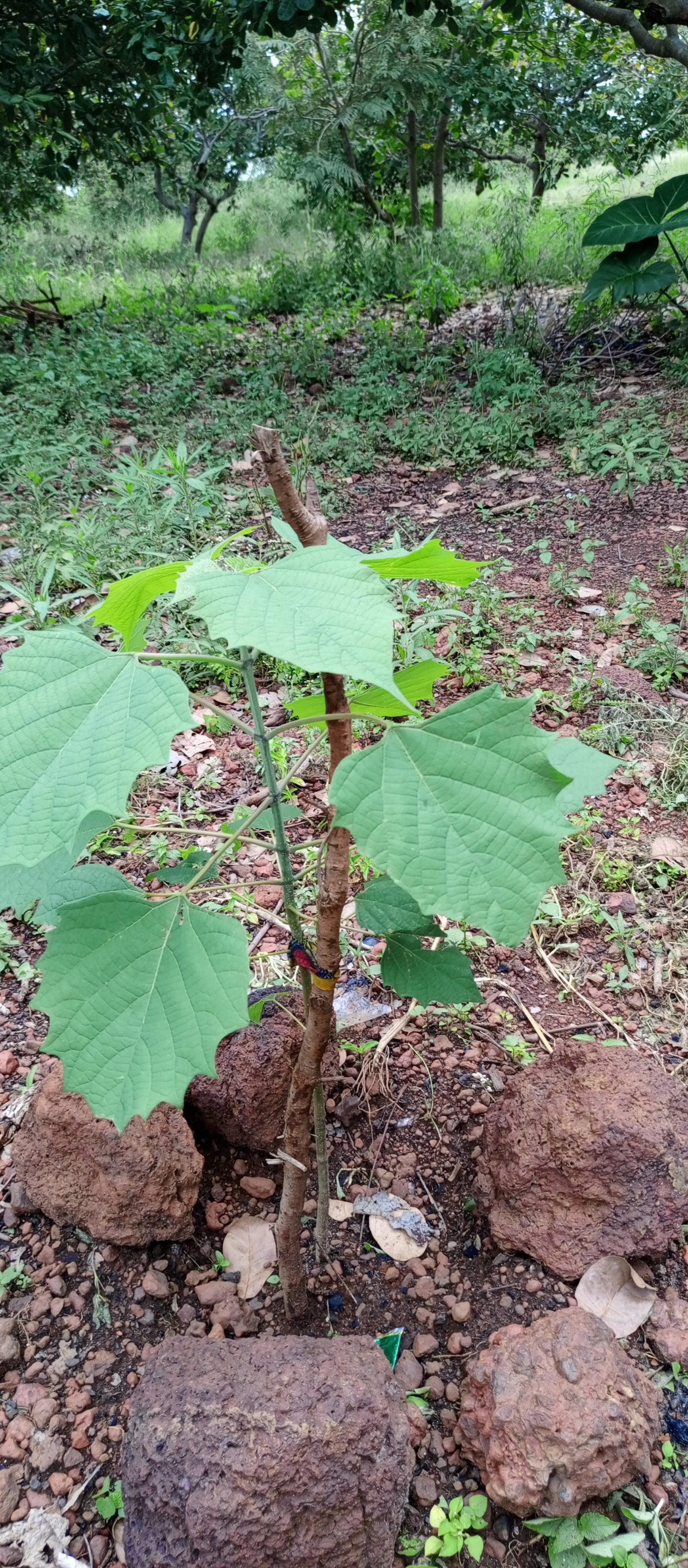 PlantVillage-FR (@PlantVillage_FR) / Twitter